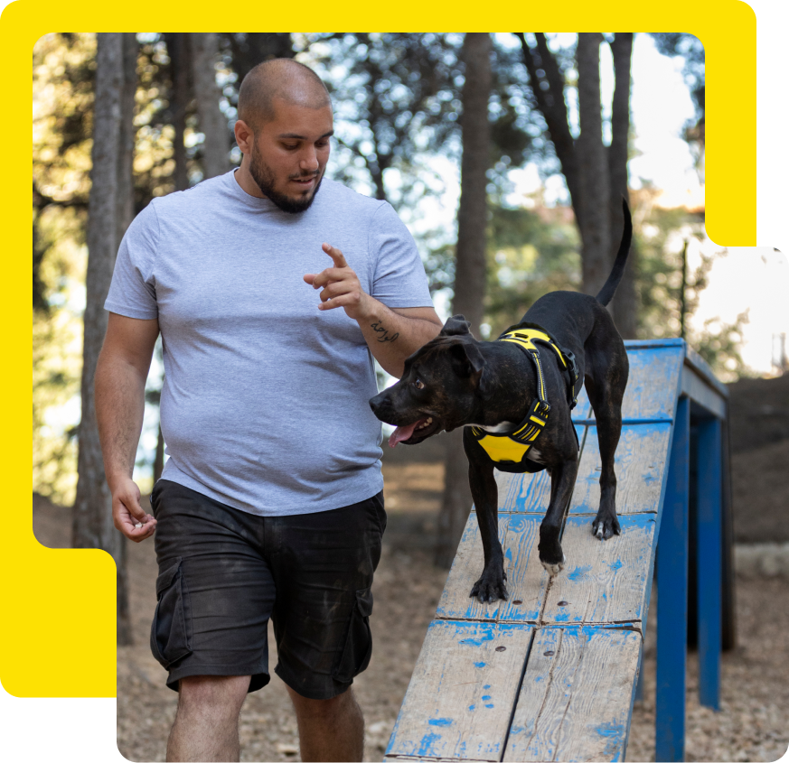 6 Week Dog Training Program: Transform Your Pet